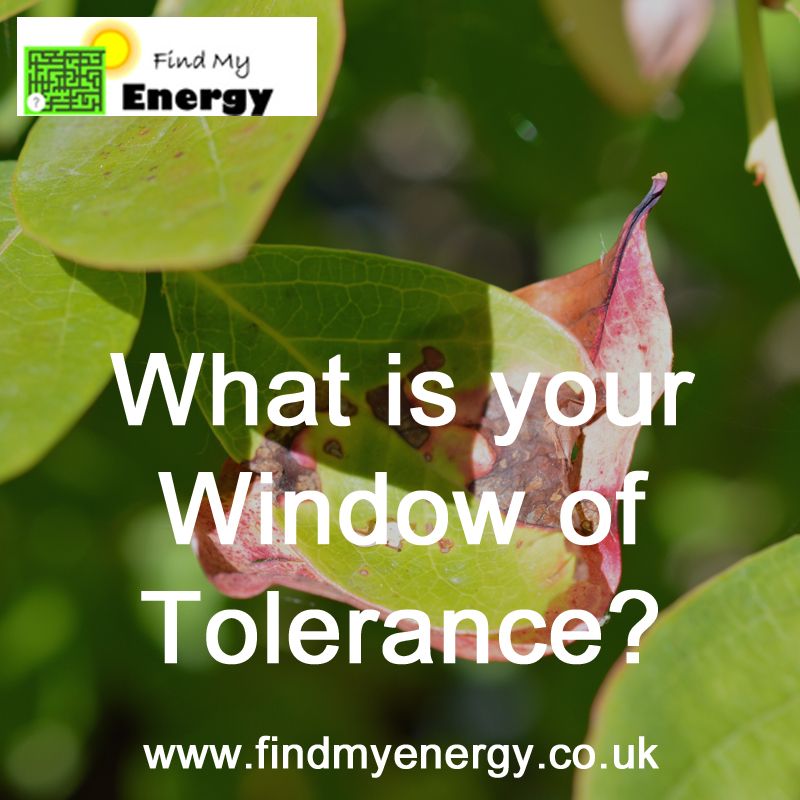 What is your Window of Tolerance? - Find My Energy